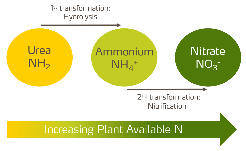 What is the best way to add nitrogen to the soil | Yara Canada