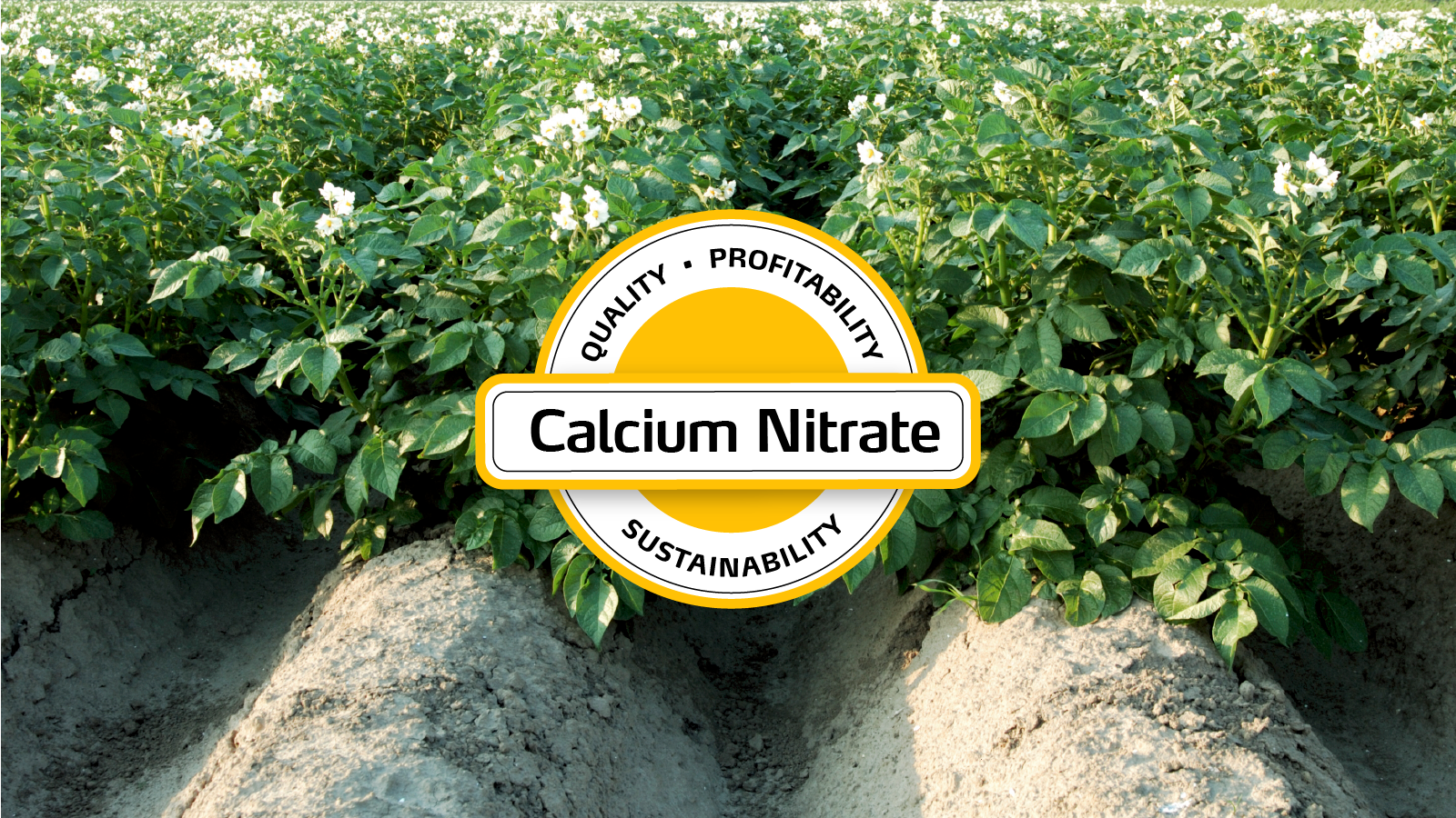 Calcium Nitrate for Potato | Yara Canada